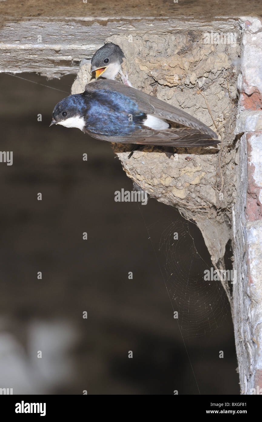 Northern House-martin - Common House-martin - European House-Martin ...