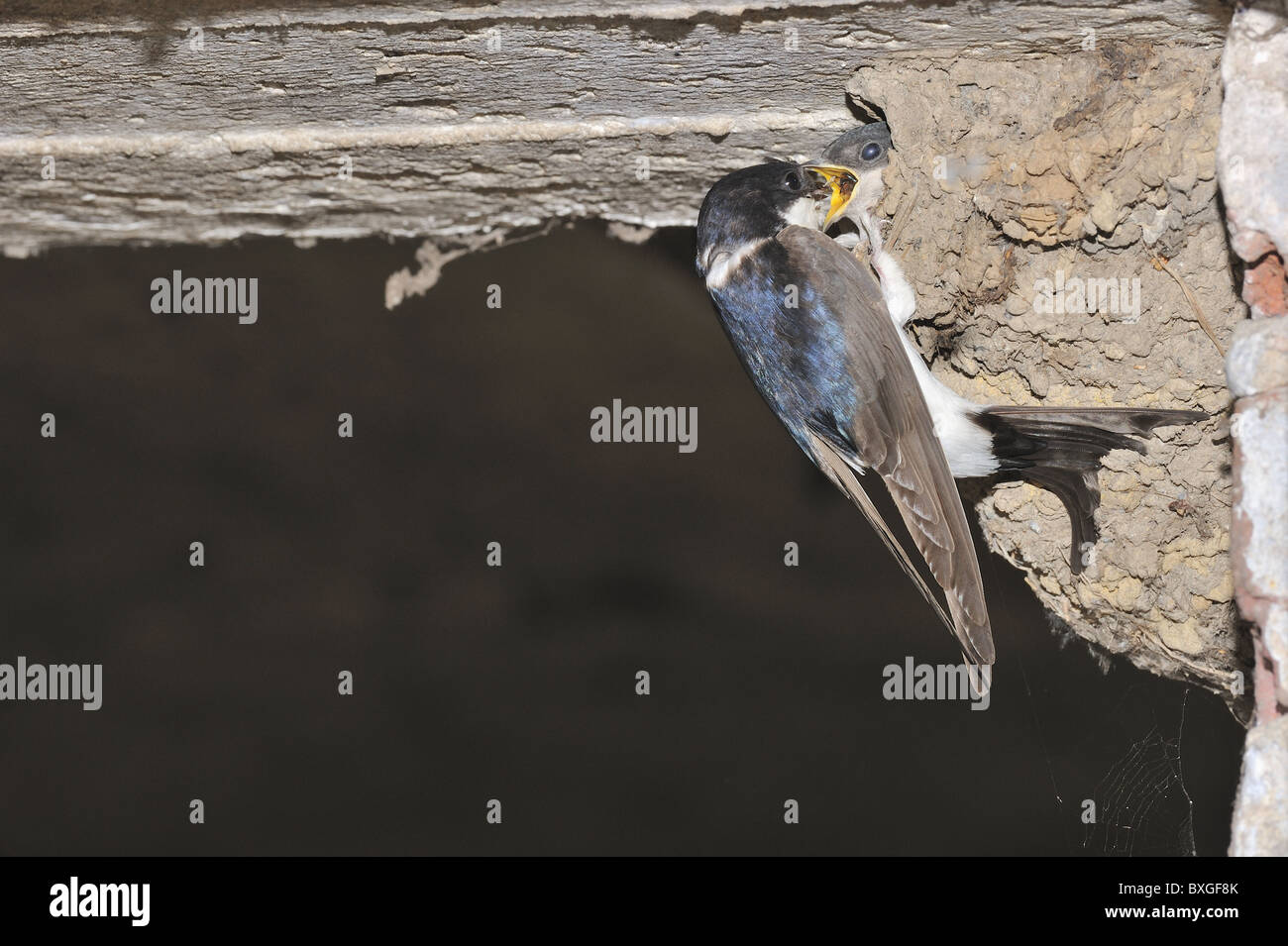 Northern House-martin - Common House-martin - European House-Martin ...