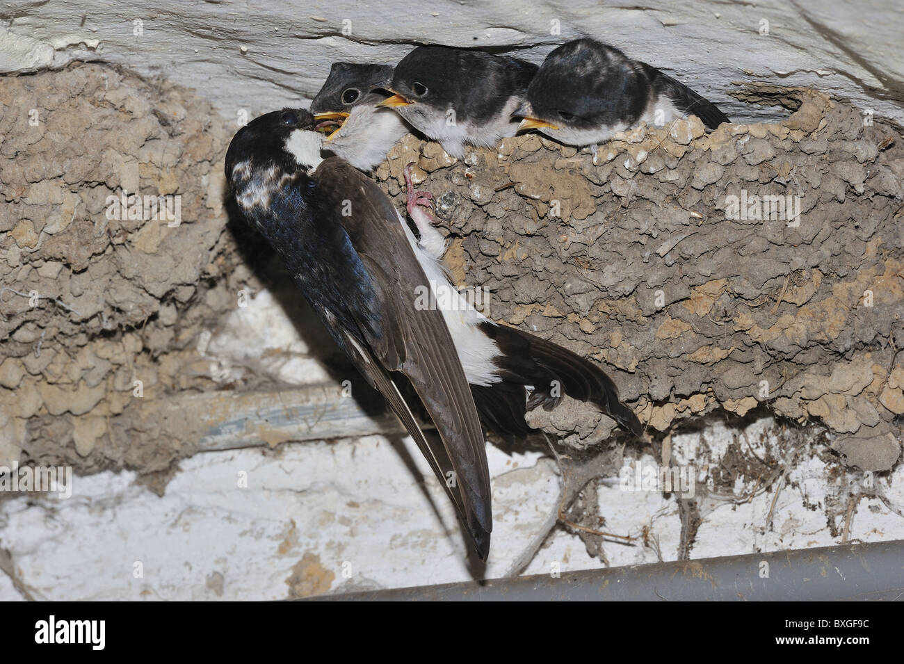 Northern House-martin - Common House-martin - European House-Martin ...