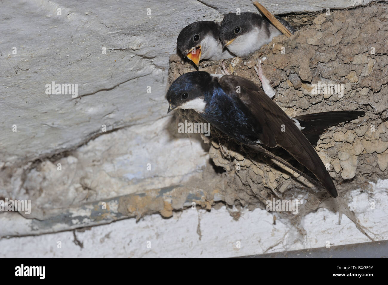 Northern House-martin - Common House-martin - European House-Martin ...