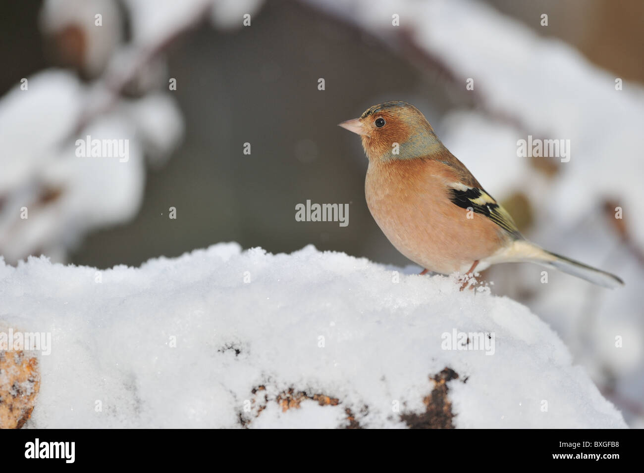 European chaffinch - common chaffinch (Fringilla coelebs) male looking ...