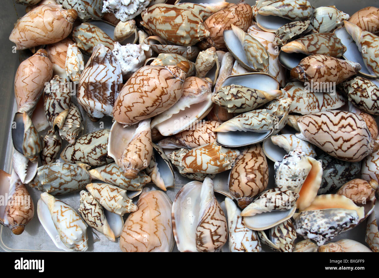Ornate shells hi-res stock photography and images - Alamy