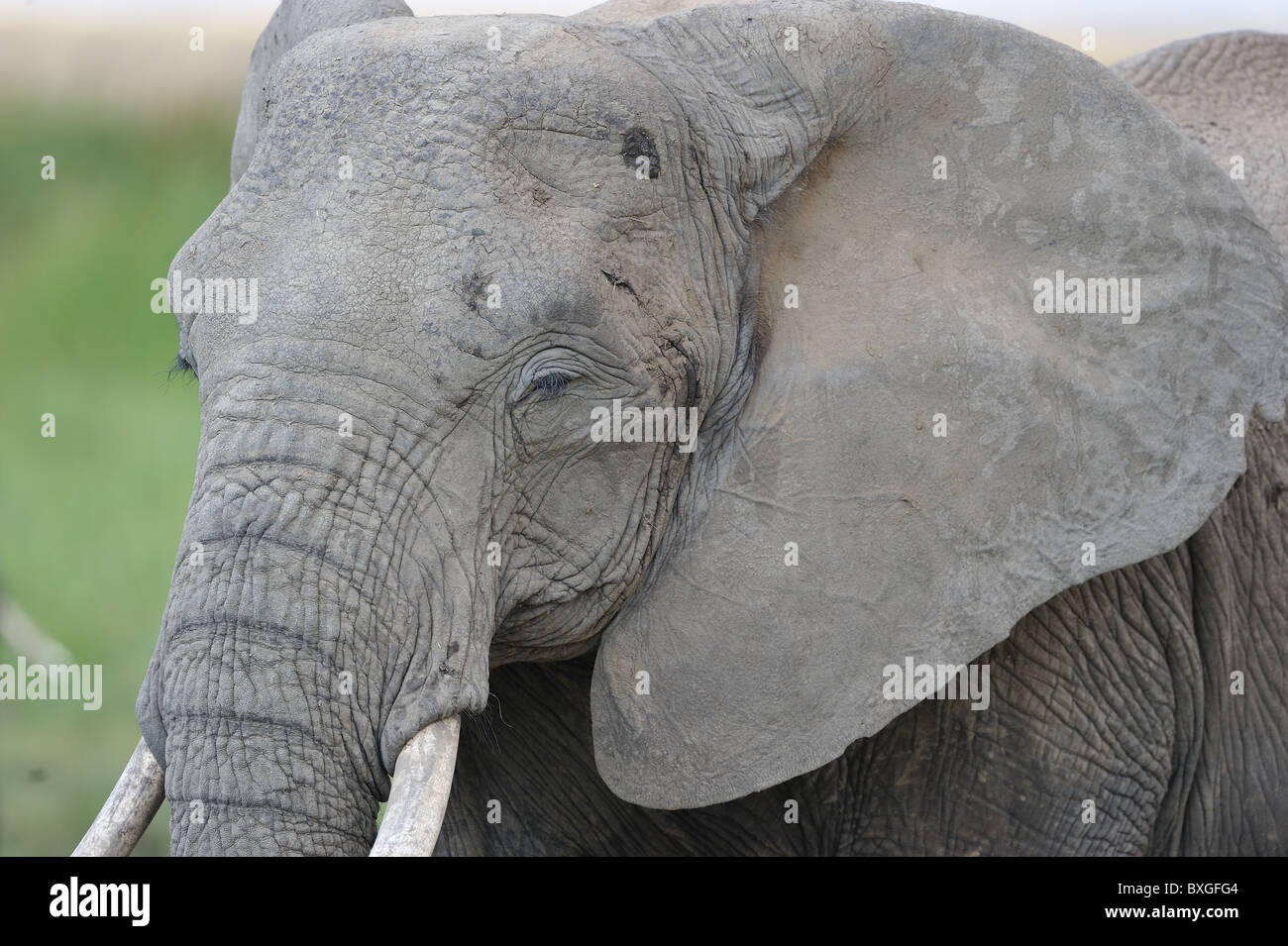 African bush elephant - Savanna elephant - Bush elephant (Loxodonta ...