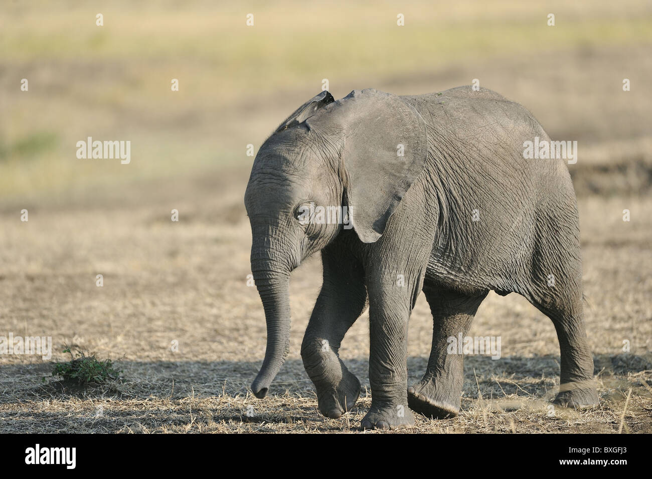 African elephant walking behind bush hi-res stock photography and ...