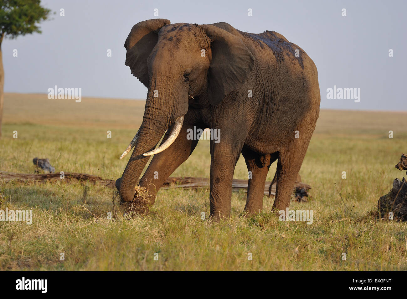 African bush elephant - Savanna elephant - Bush elephant (Loxodonta ...