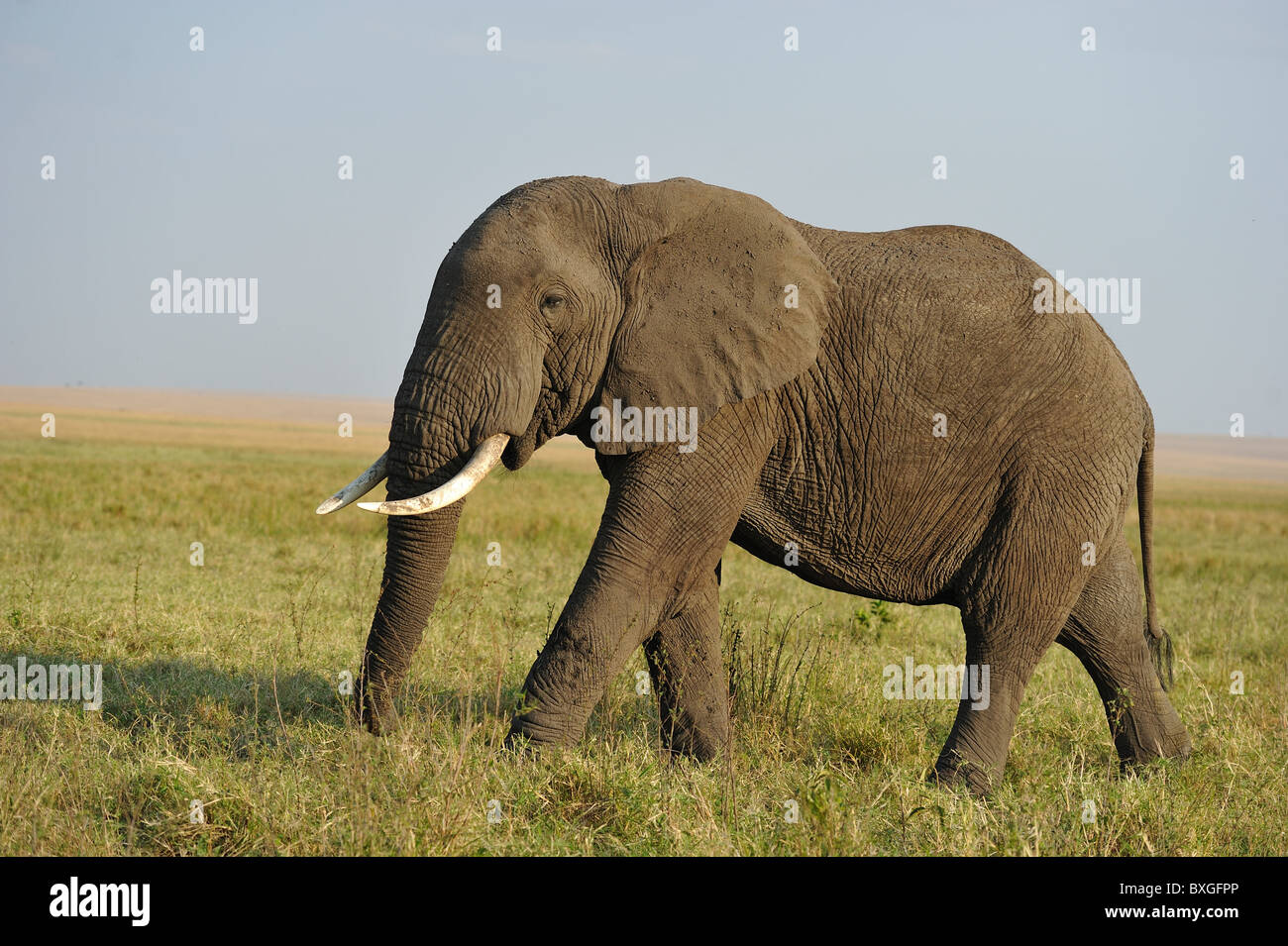 African bush elephant - Savanna elephant - Bush elephant (Loxodonta ...