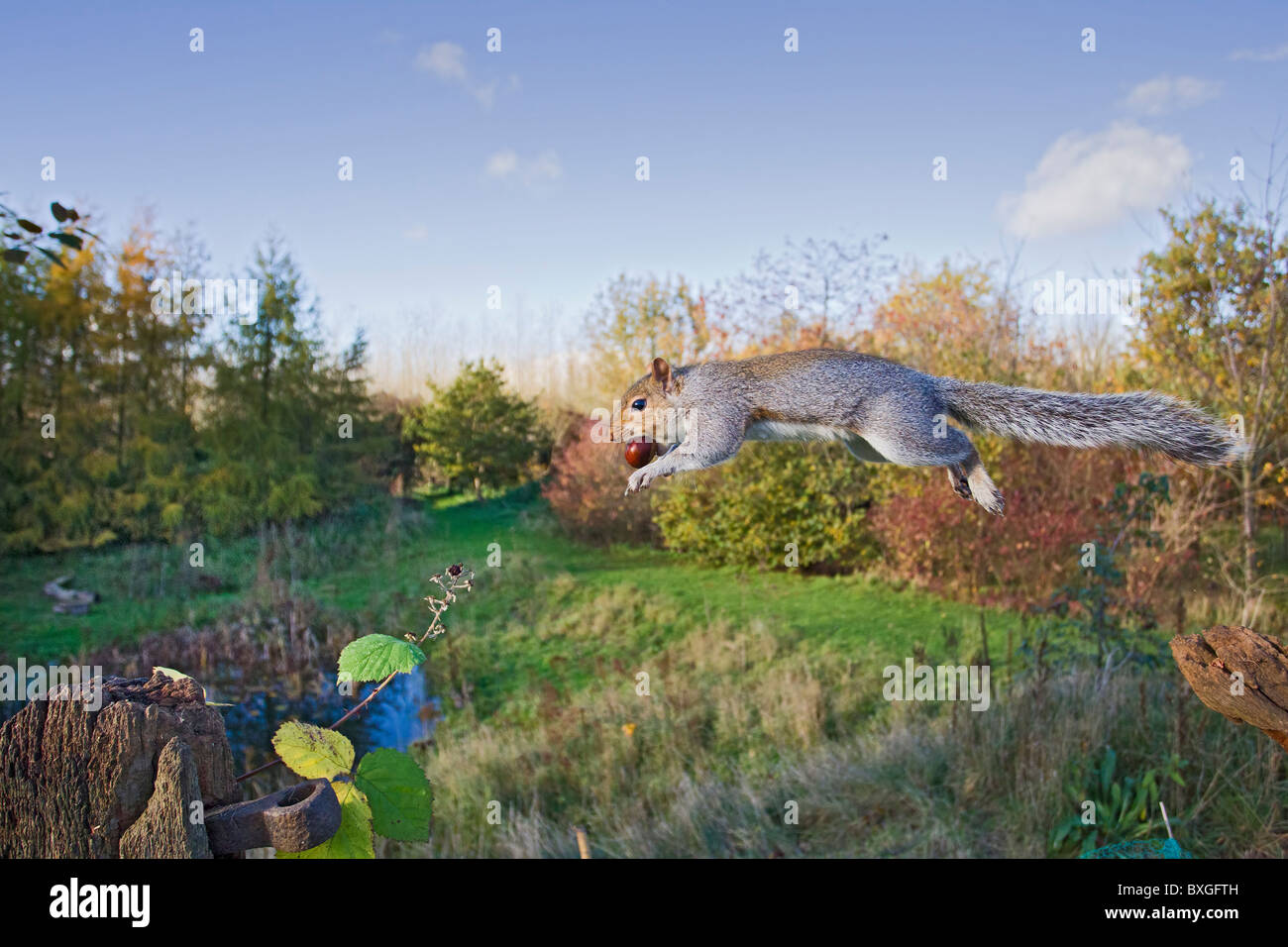 Grey Squirrel ( Sciurus carolinensis ) jumping to gate post wide angle ...