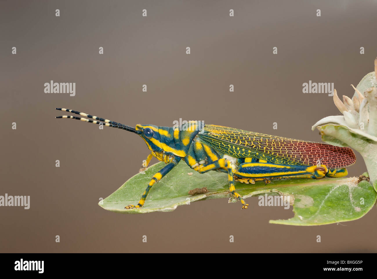 Grasshopper leaf pattern hi-res stock photography and images - Alamy