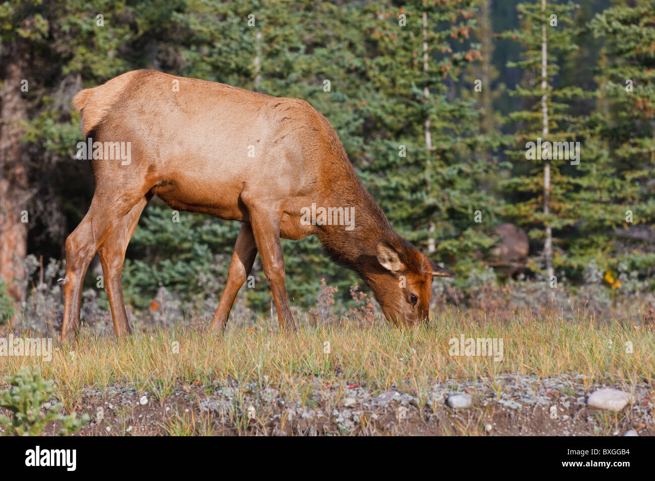 Elk female grazing, cervus canadensis, Jasper National Park, Alberta ...