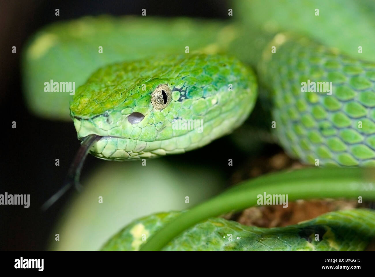 Striped Palm Viper "Bothriechis lateralis" from Costa Rica Stock Photo ...