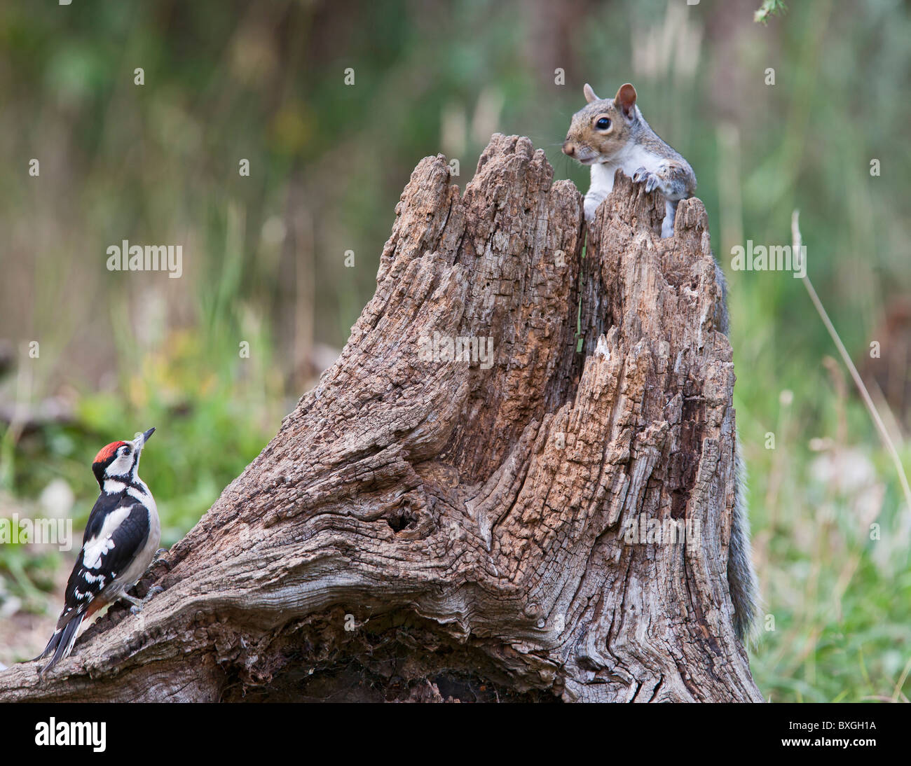 Spotted squirrel hi-res stock photography and images - Alamy