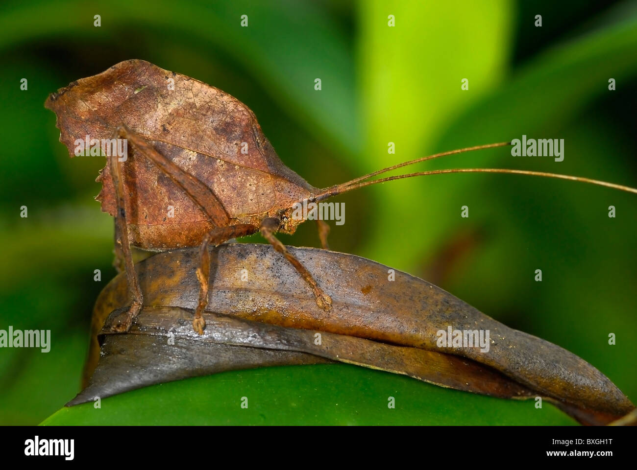 Leaf Katydid "Mimetica incisa" from Costa Rica Stock Photo - Alamy
