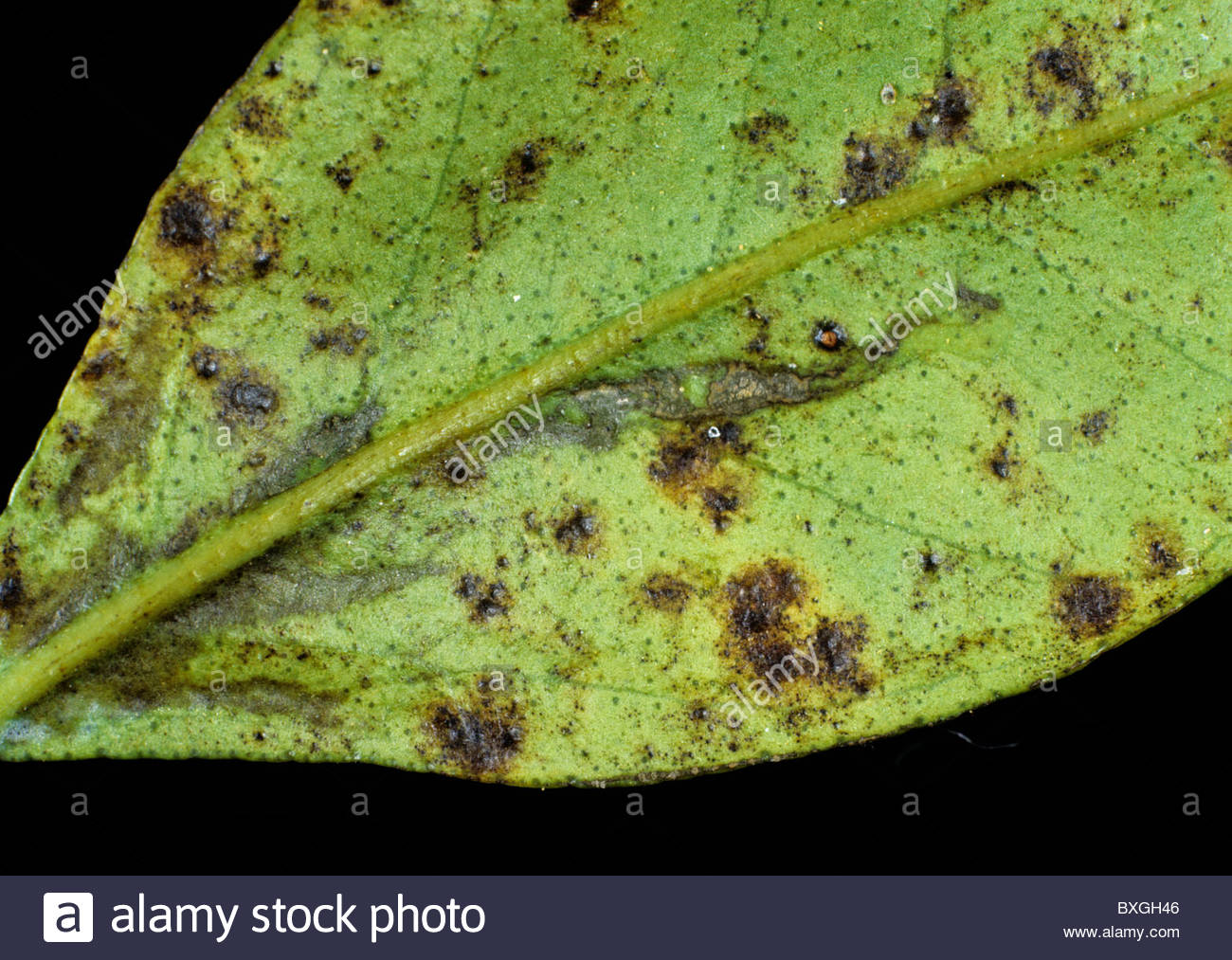 Mycosphaerella High Resolution Stock Photography and Images - Alamy