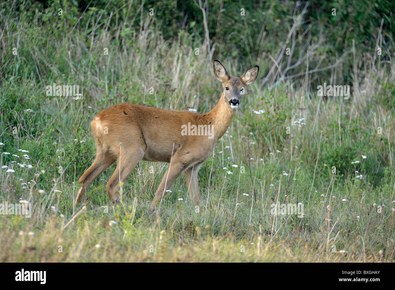 Roe doe eating by the edge of a forest Stock Photo - Alamy