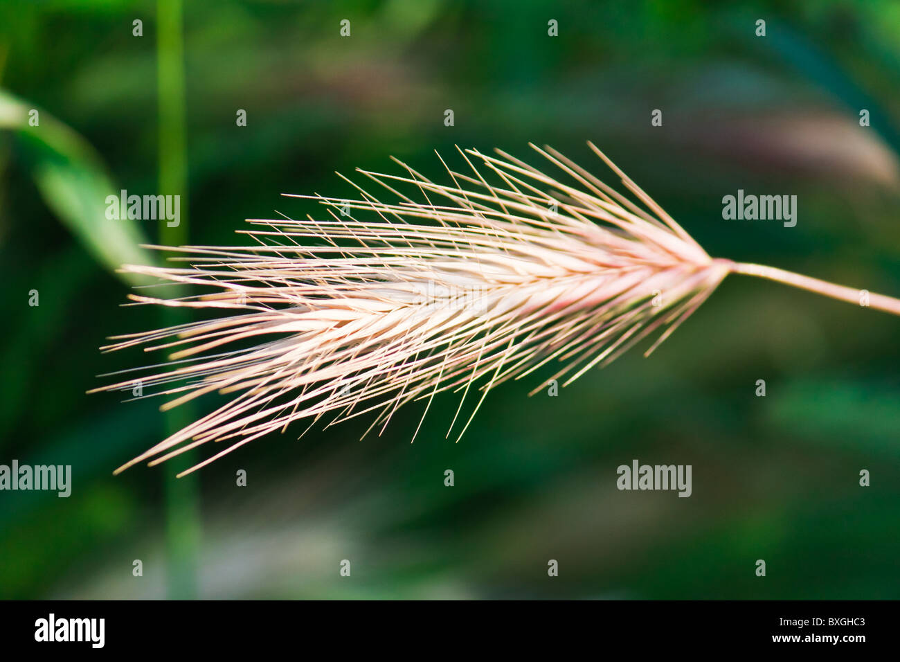 Spikelet grass hi-res stock photography and images - Alamy