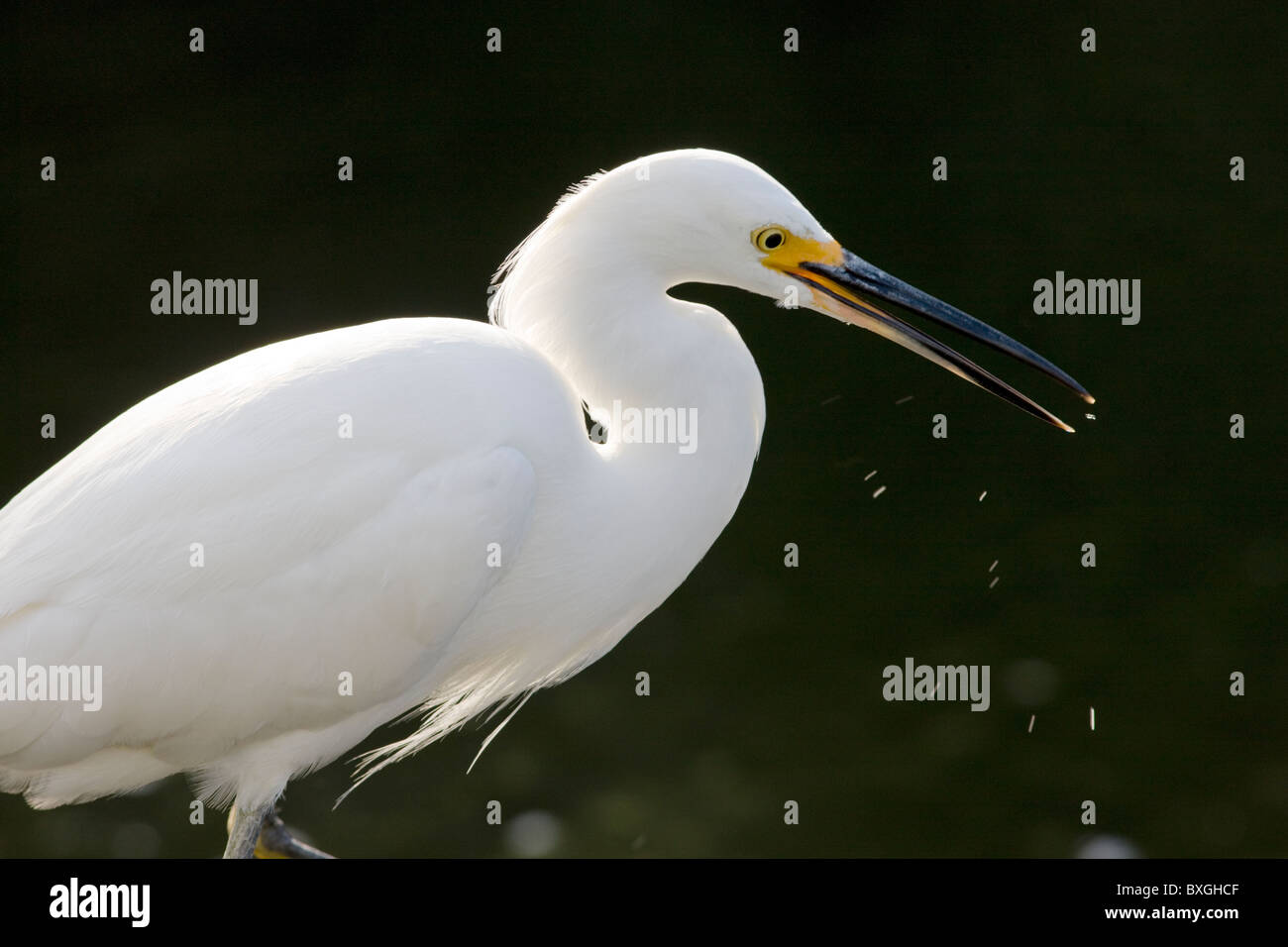 Yellow footed bird hi-res stock photography and images - Alamy