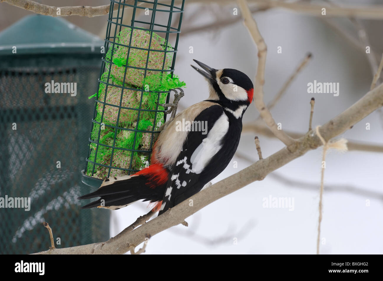 Great Spotted Woodpecker eating tallow Stock Photo - Alamy