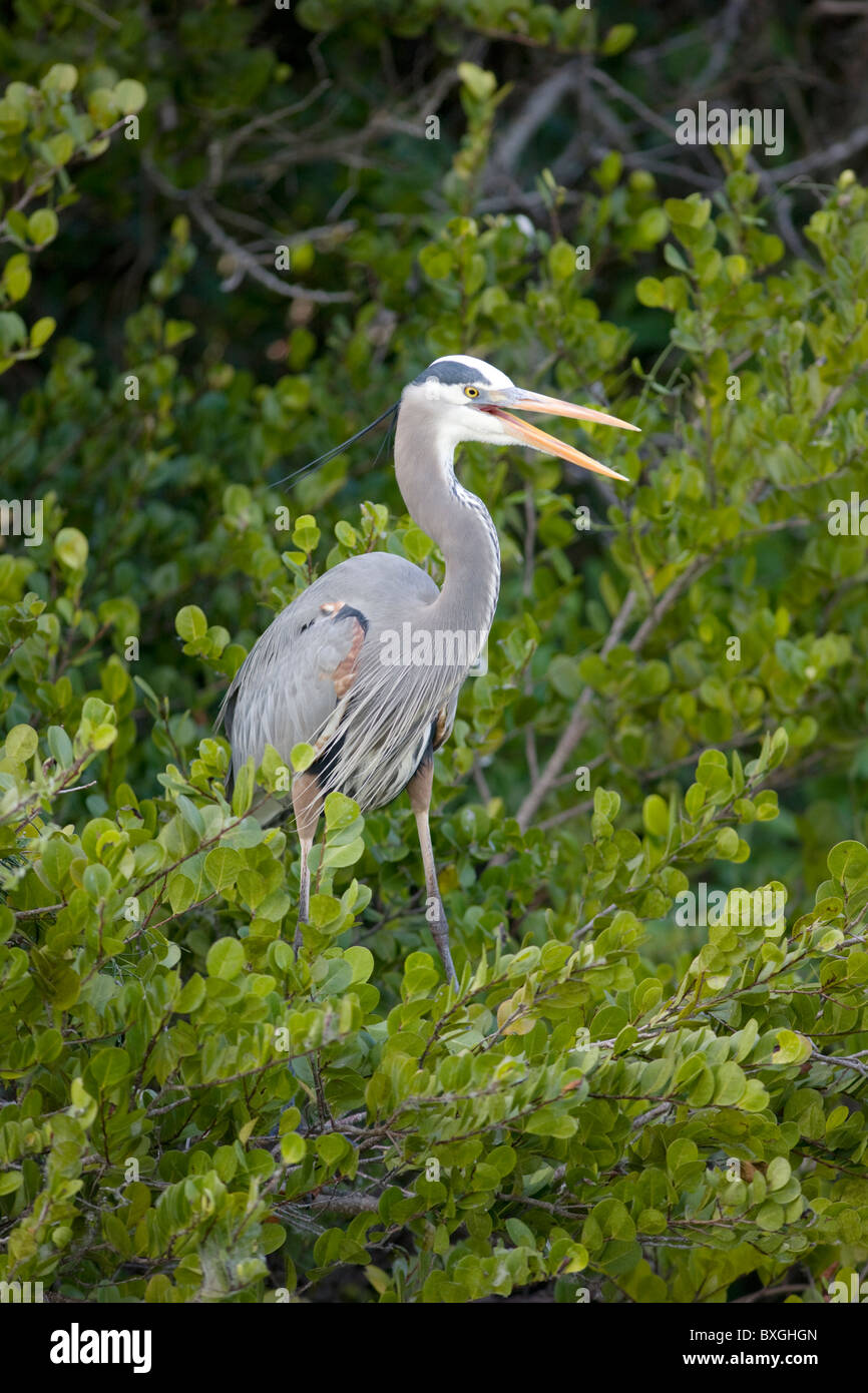 Squawking bird hi-res stock photography and images - Alamy