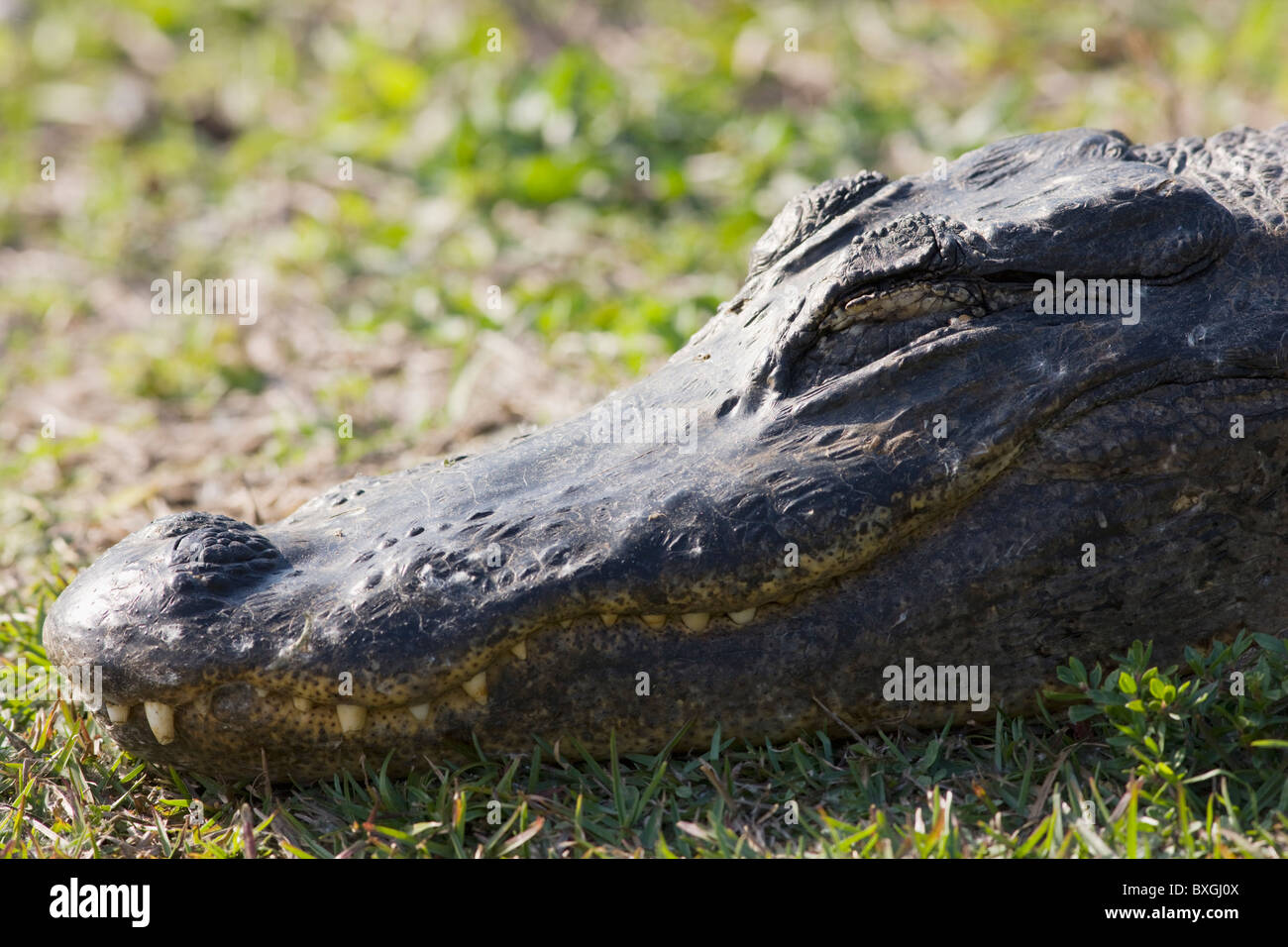 Alligator profile hi-res stock photography and images - Alamy