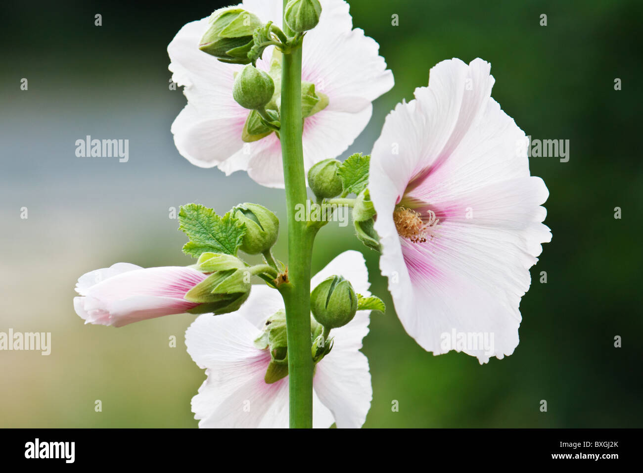 White mallow in the garden hi-res stock photography and images - Alamy