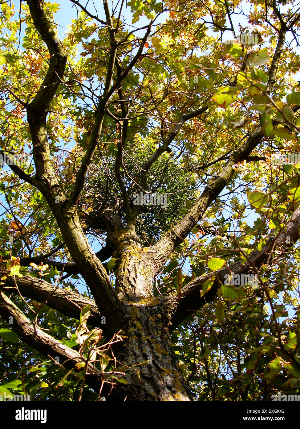 Oak tree mistletoe hi-res stock photography and images - Alamy