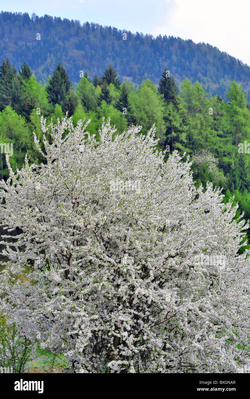 cherry tree with the background mountain forest of spruce and pine ...