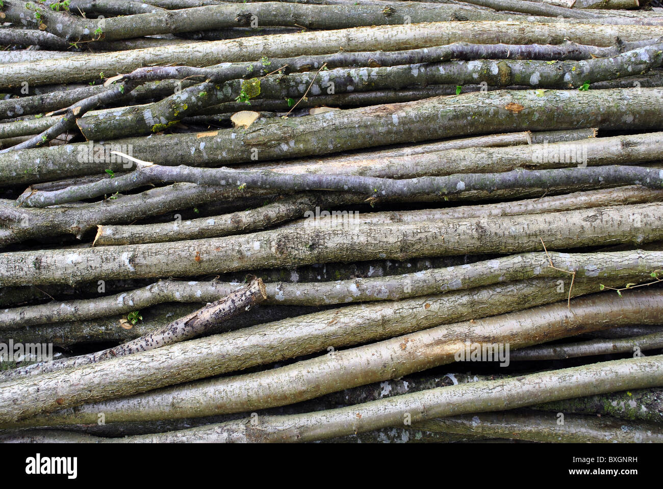 sticks made from pine wood for the production of tools for burning wood ...