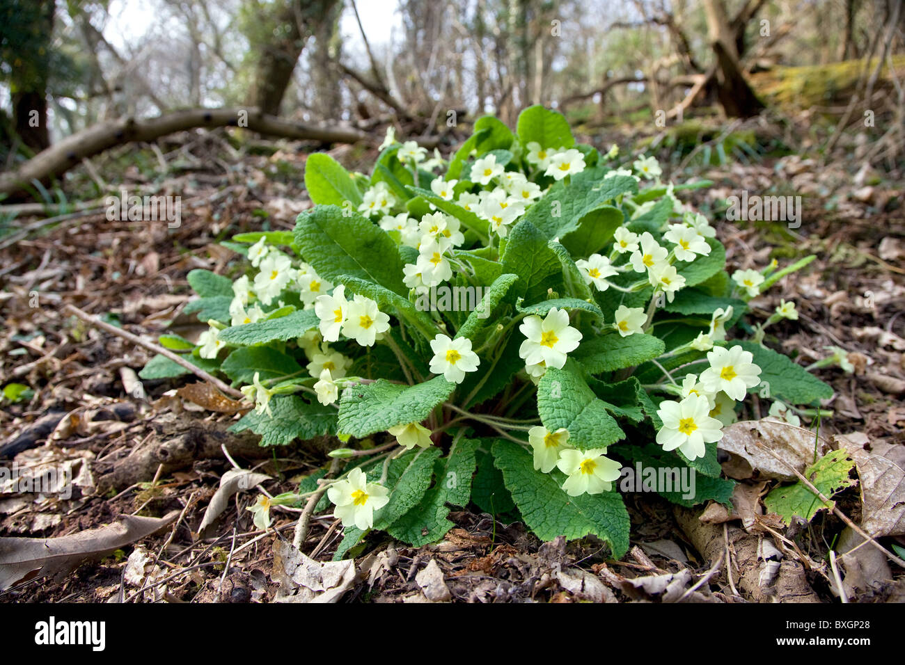 Primrose Primula vulgaris growing on a woodland floor in Somerset Stock ...
