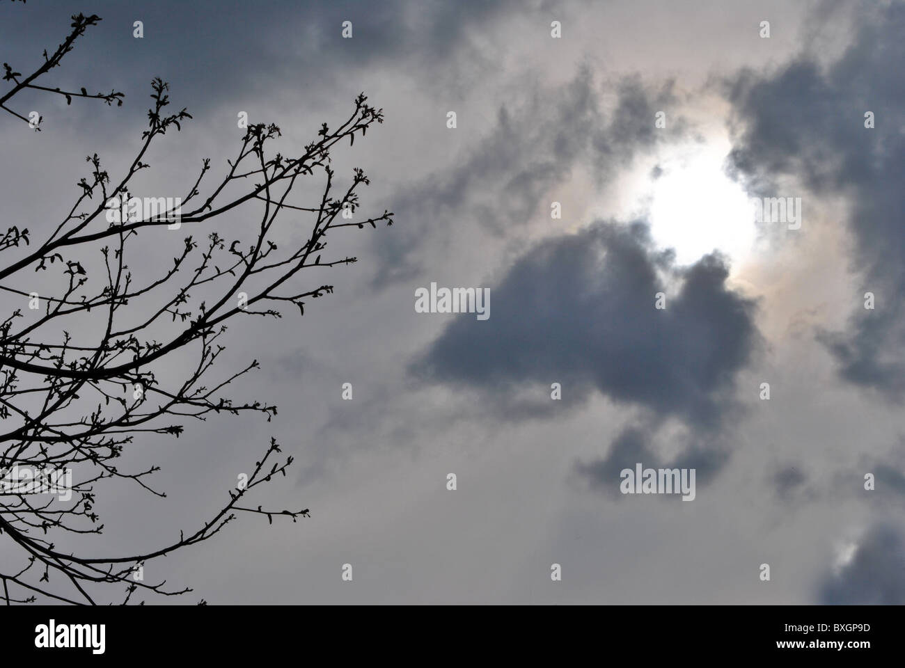 dark clouds before a storm Alpine tree branch Stock Photo - Alamy