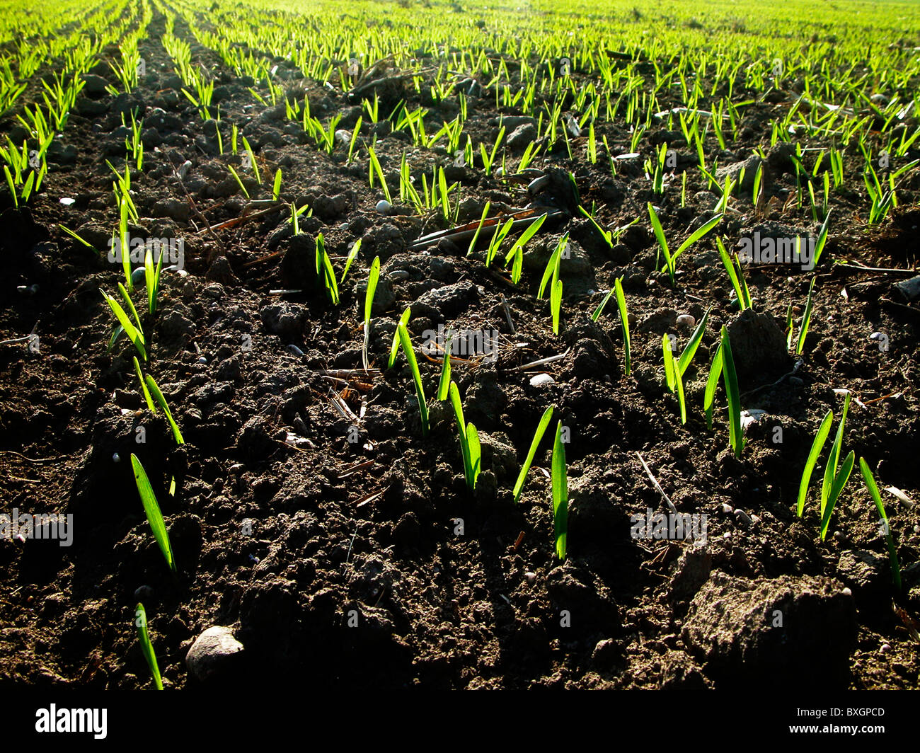 Seedling structures hi-res stock photography and images - Alamy