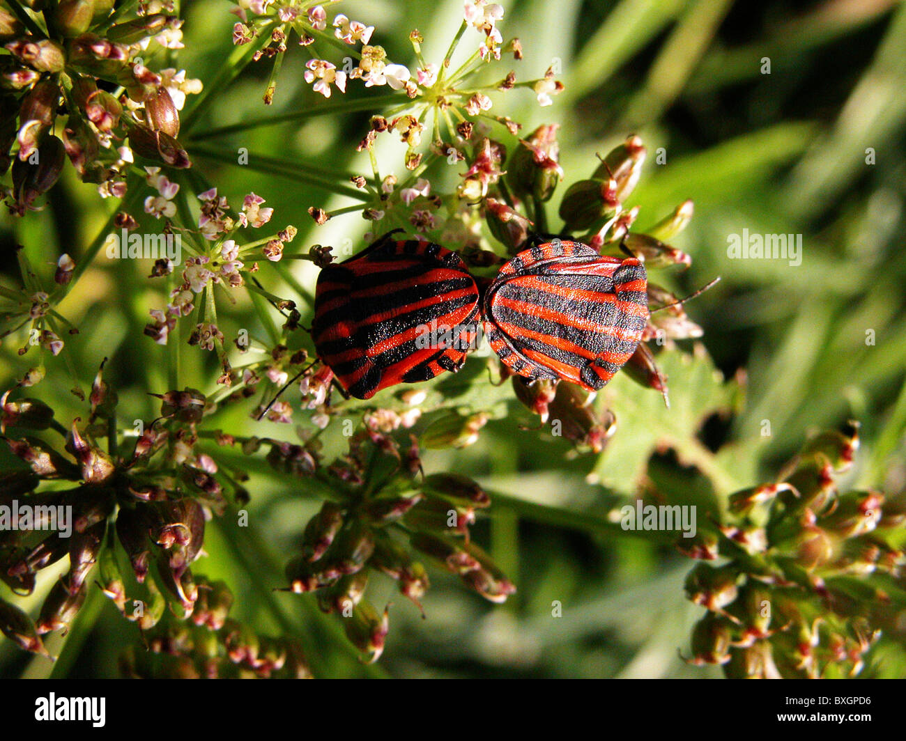 Stiped hi-res stock photography and images - Alamy