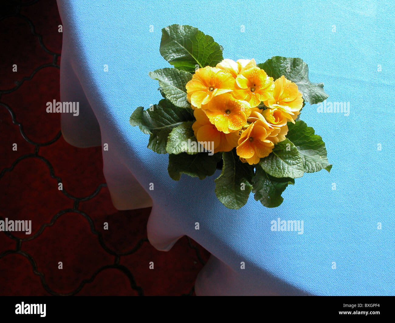Primrose on the table Stock Photo - Alamy