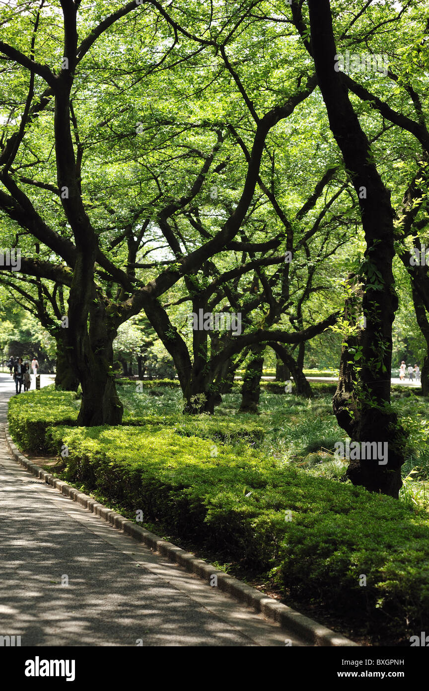 Trees with green leaves in spring, Shinjuku Park, Tokyo, Japan Stock ...