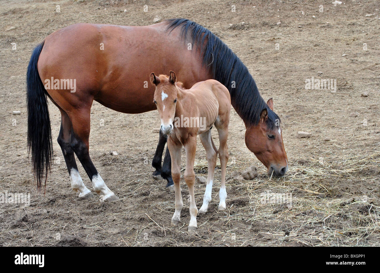 baby horse farm a few days after birth by breastfeeding mothers and ...