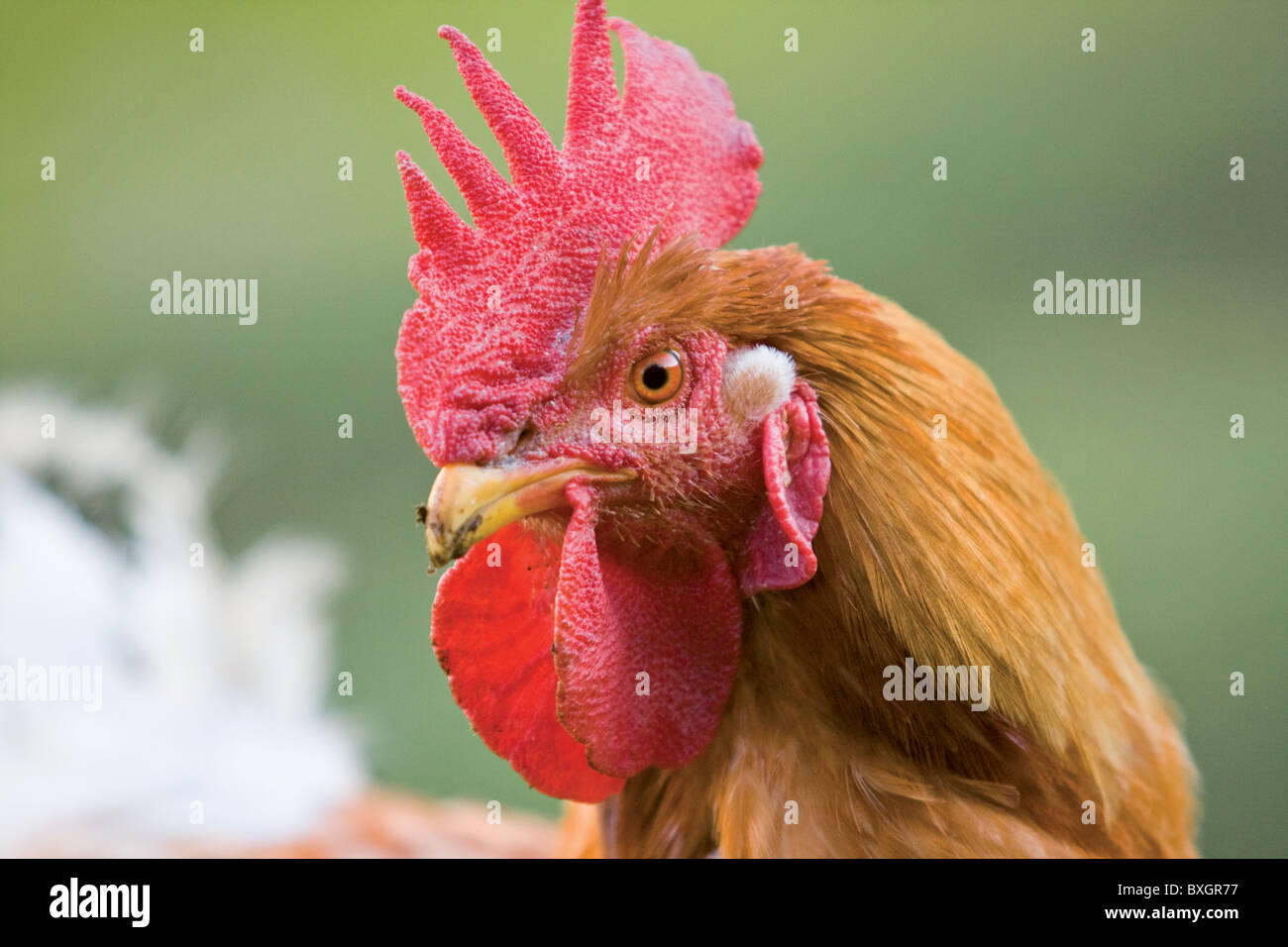 The rooster and the hen (Gallus gallus domesticus) Roosters and hens ...