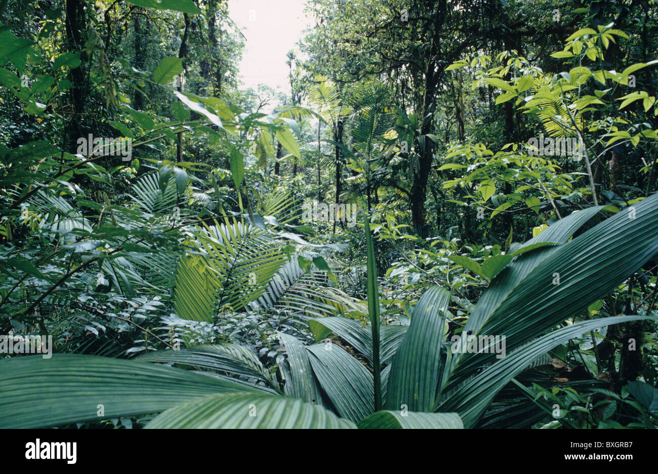 Costa Rica, primary forest, rainforest, djungle, Tropics, thicket Stock ...