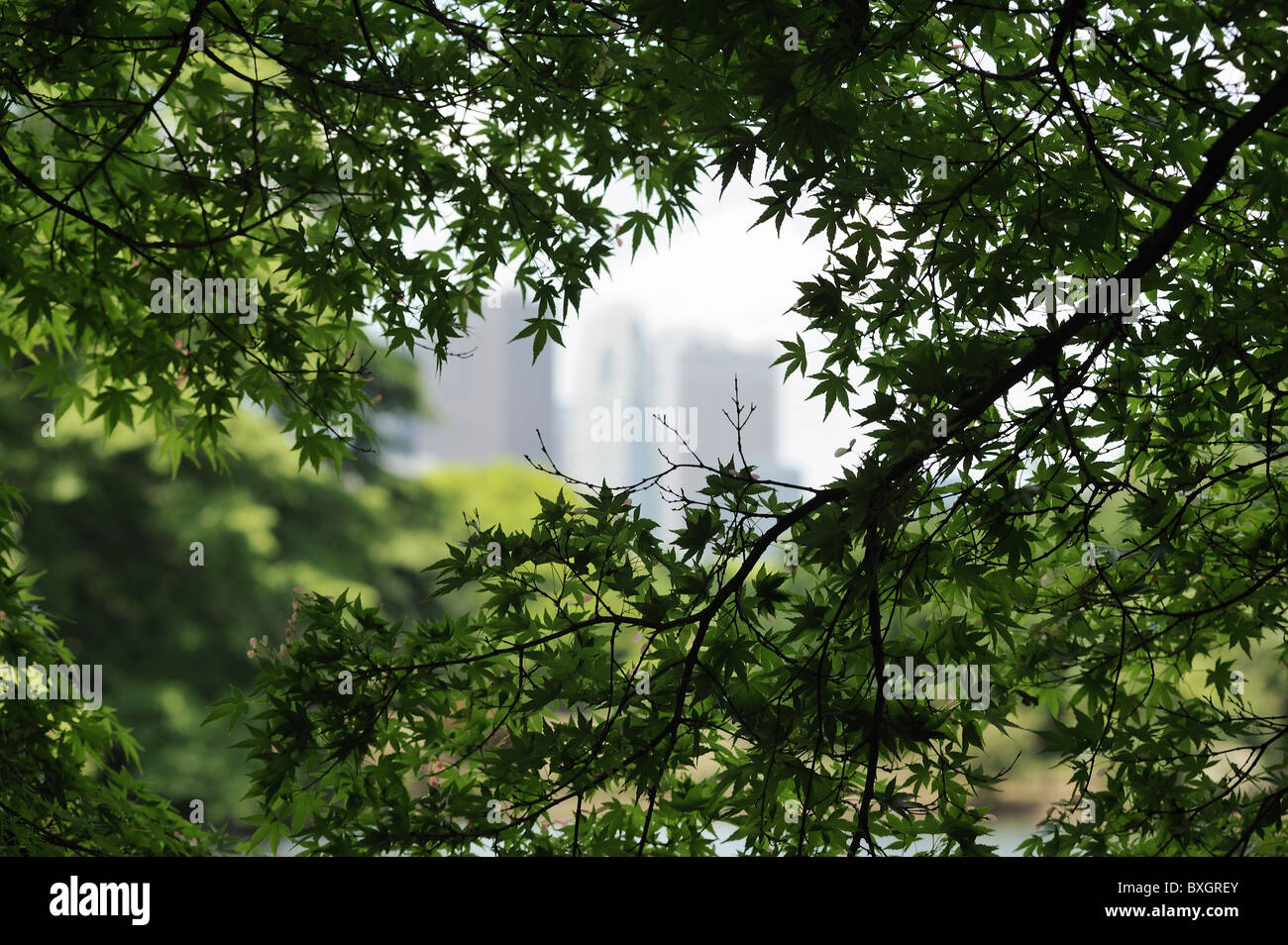 Shinjuku towers seen through green leaves of maple tree in Shinjuku ...