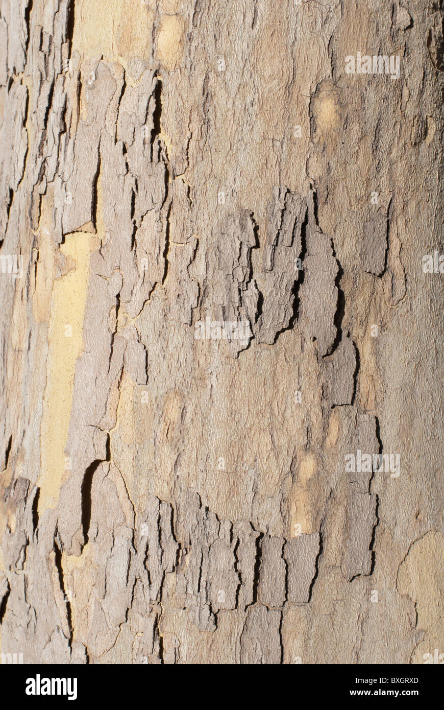 Plane trunk hi-res stock photography and images - Alamy