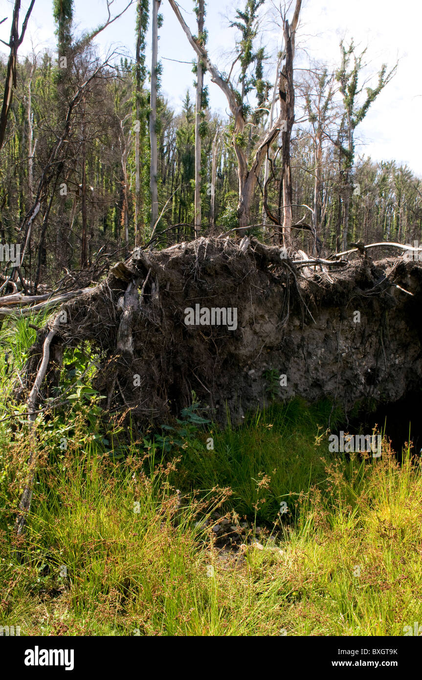 Fallen tree, fire damaged trees and bush showing new growth a year ...