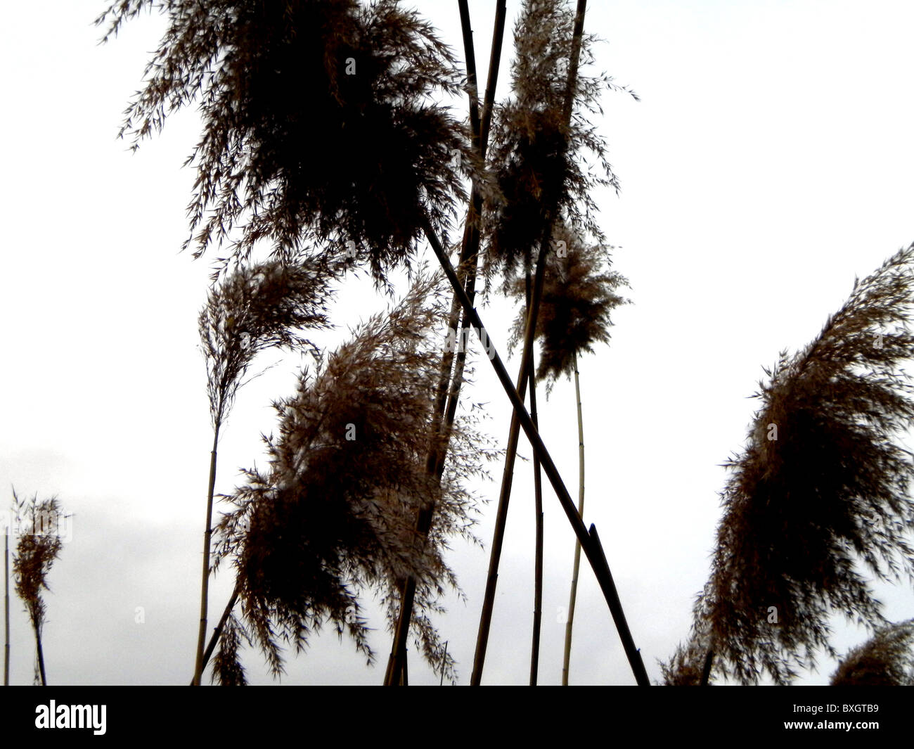 Bamboo flowering in the spring against the sunset in Stock Photo - Alamy