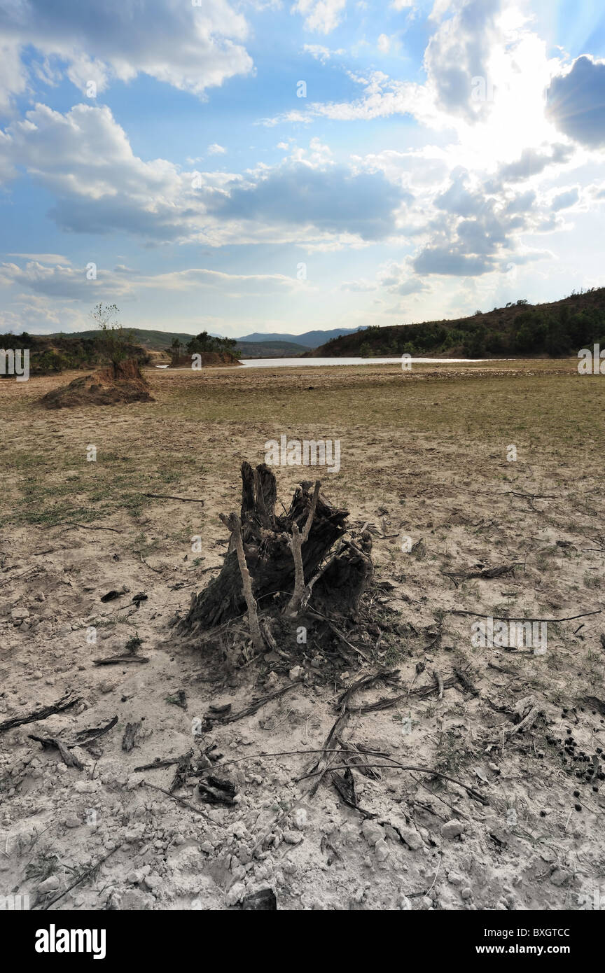 Tree root on dried land hi-res stock photography and images - Alamy
