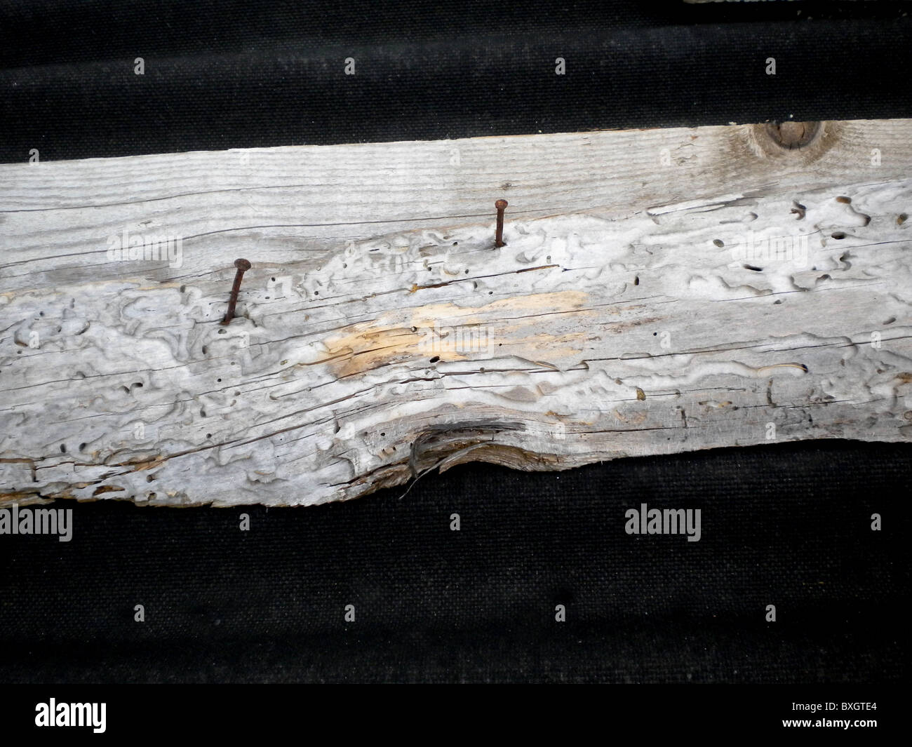 nails into the trunk of wood in construction sites to take property ...