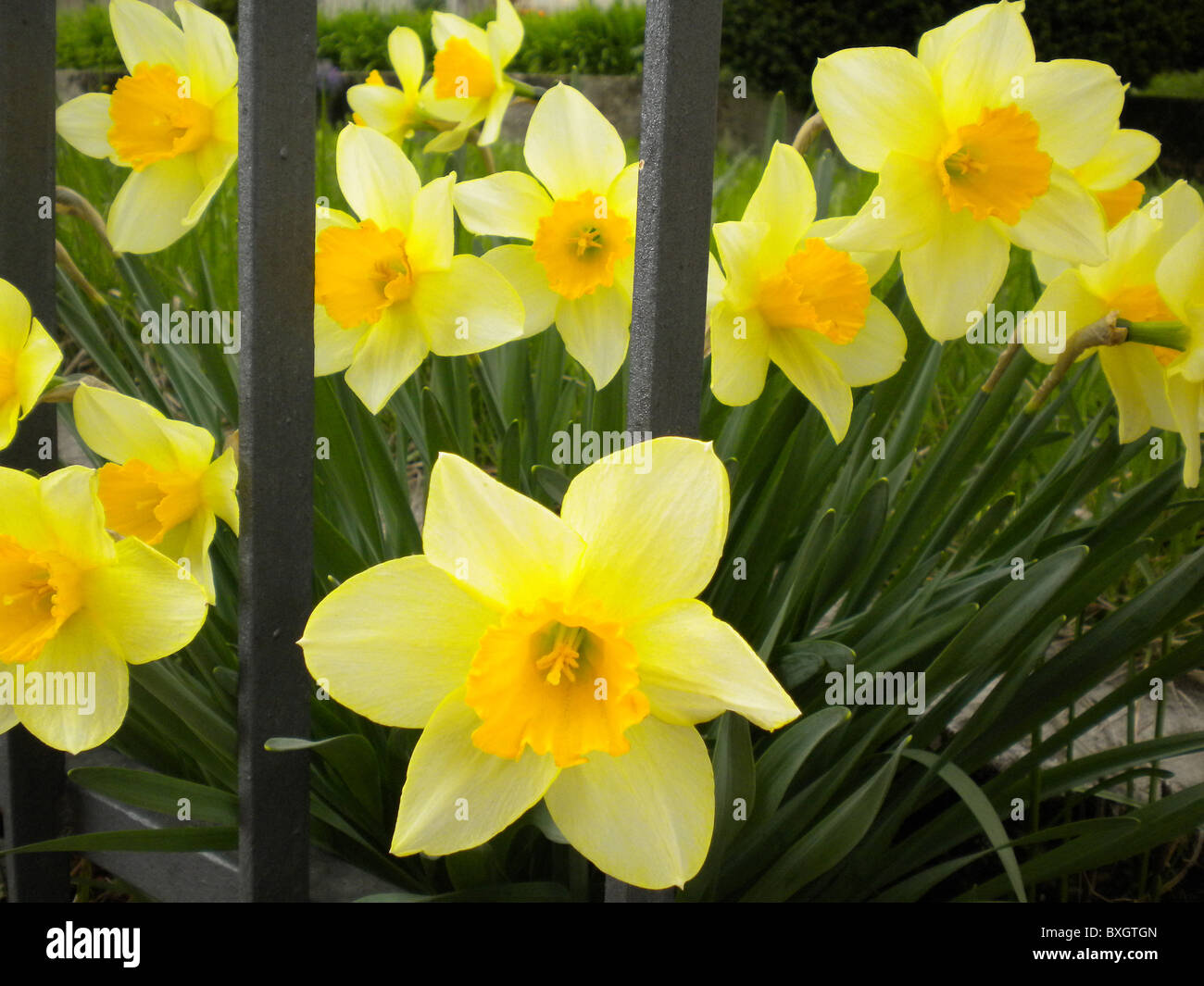 yellow peonies in spring with yellow petals and nectar just blossomed ...