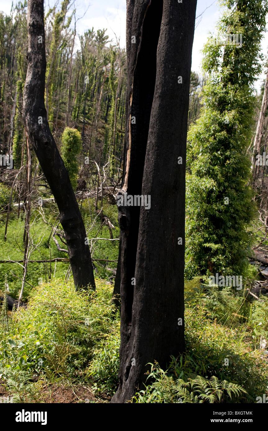 Fire damaged trees and bush showing new growth a year after a bushfire ...