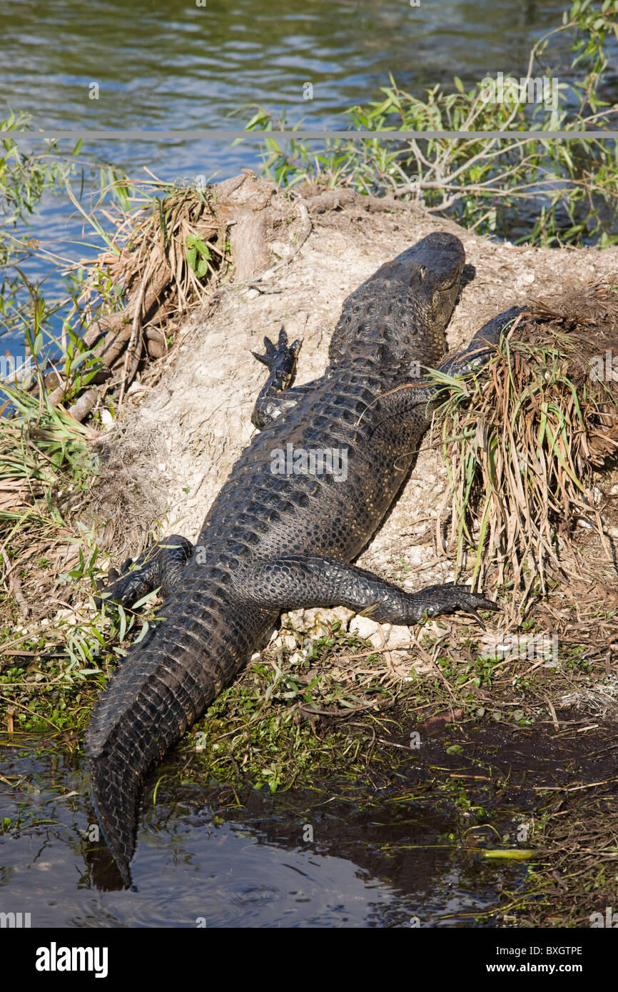 Alligator on riverbank hi-res stock photography and images - Alamy
