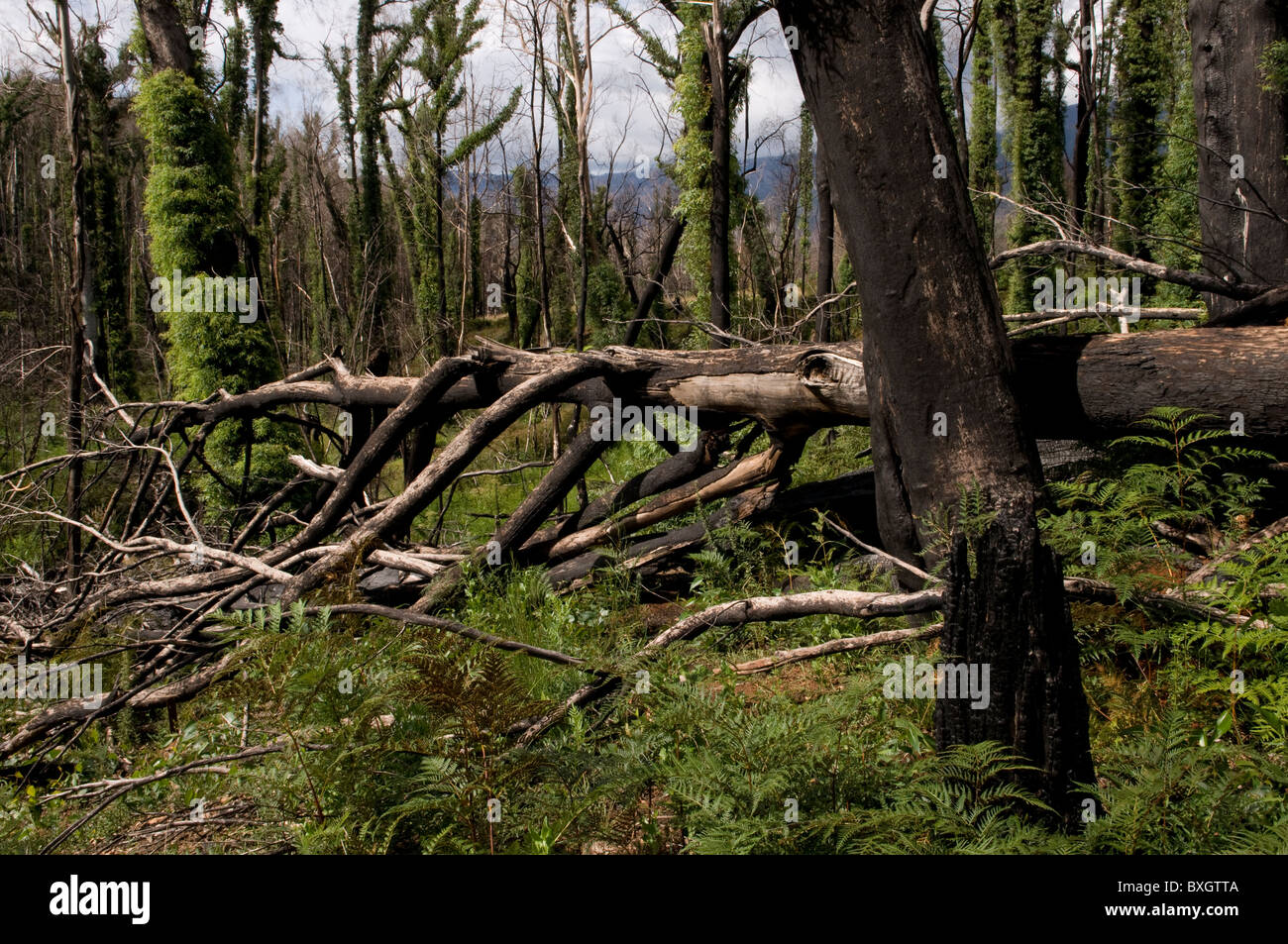 Fire damaged trees and bush showing new growth a year after a bushfire ...