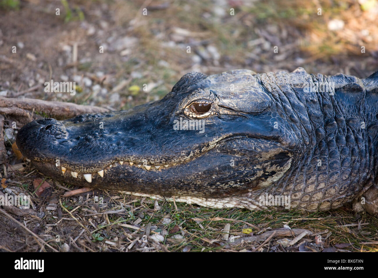 Alligator teeth close up hi-res stock photography and images - Alamy