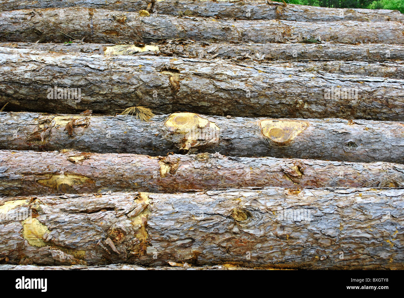 pine logs cut and ready for working in the sawmill and wood for ...