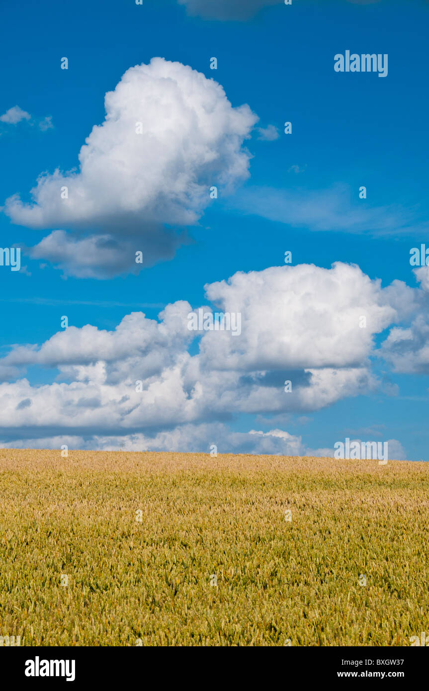 White clouds over crop field, Cotswolds, UK Stock Photo - Alamy