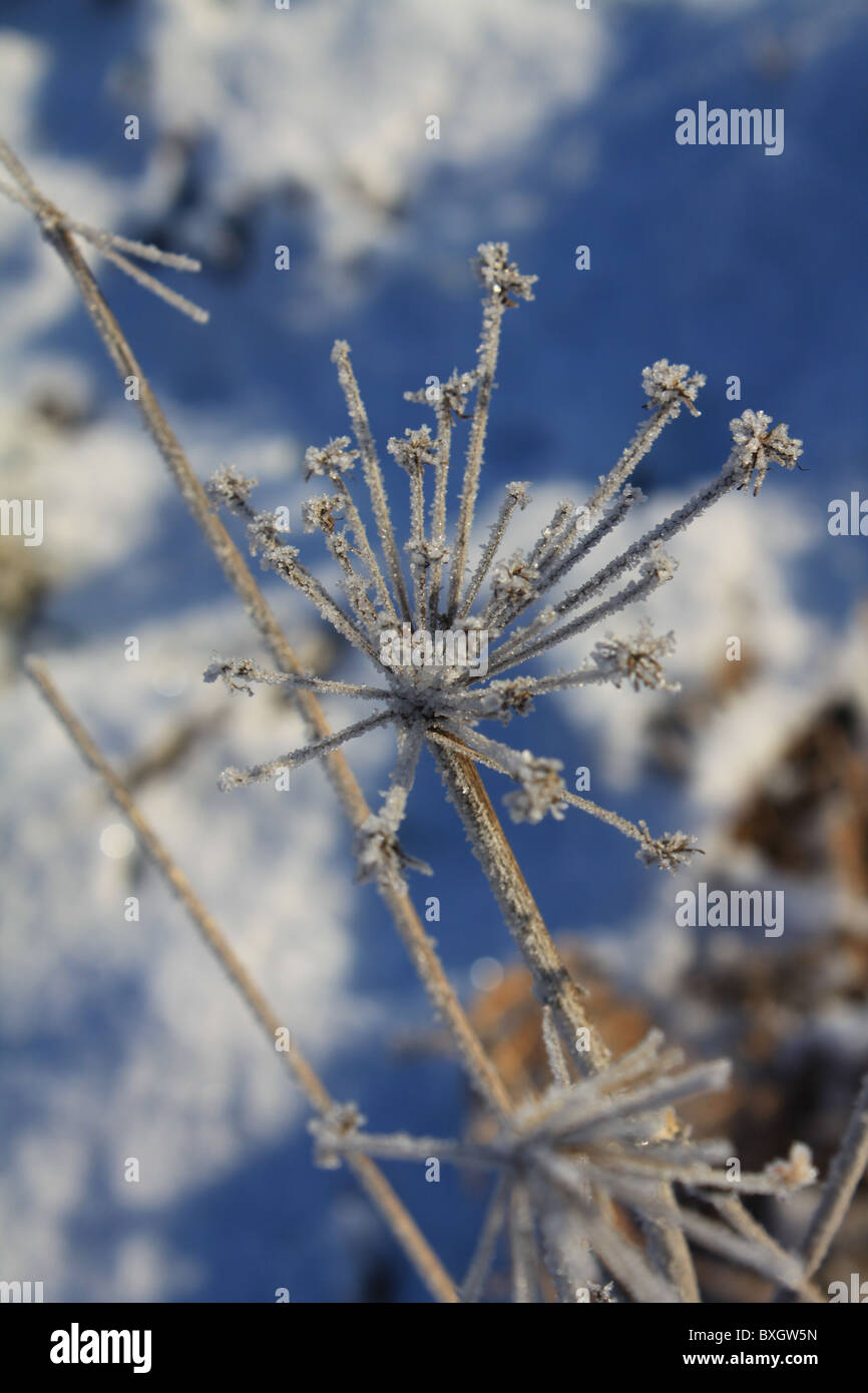 frozen weed blue sky Stock Photo - Alamy